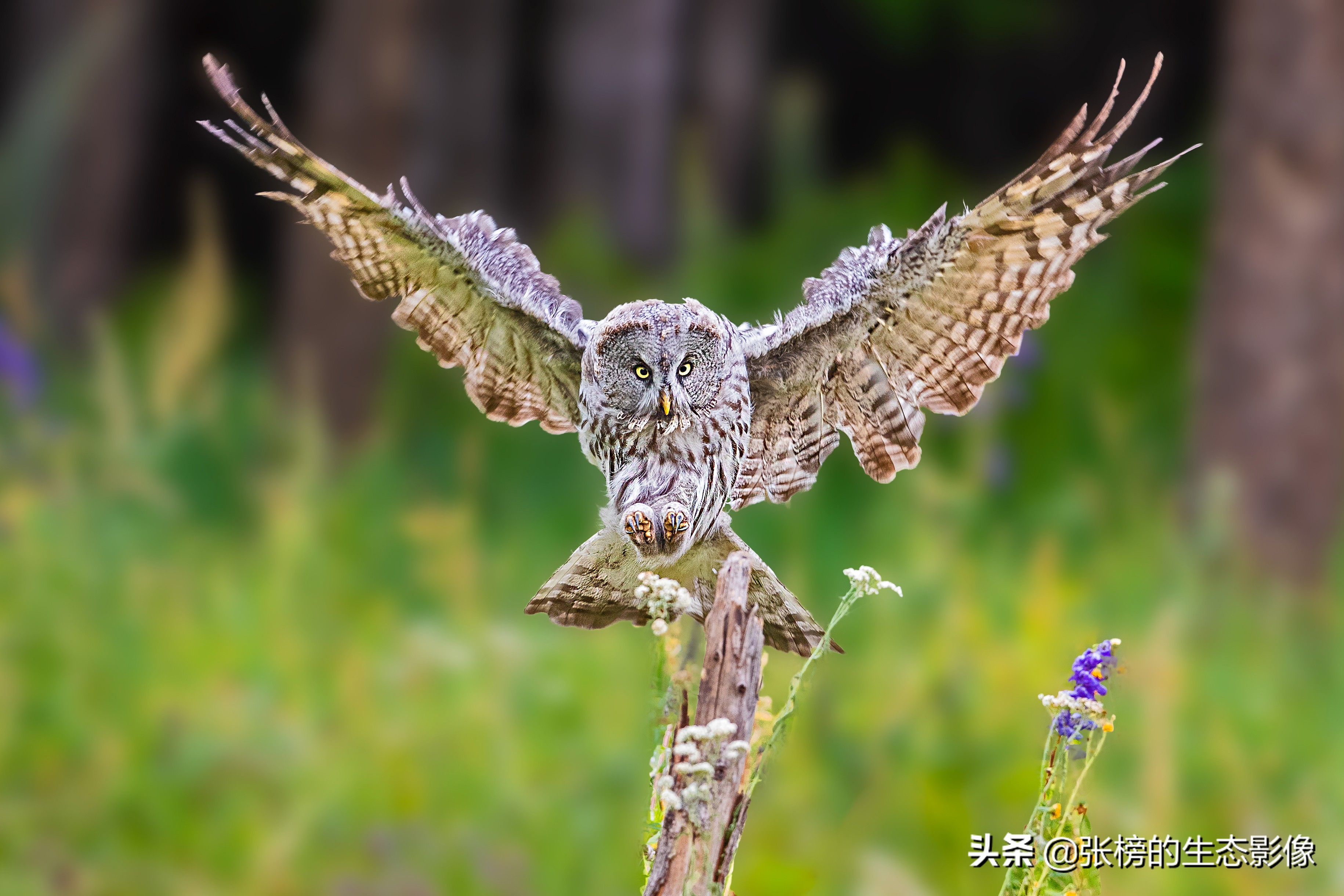 Tell you the real night owl - iMedia