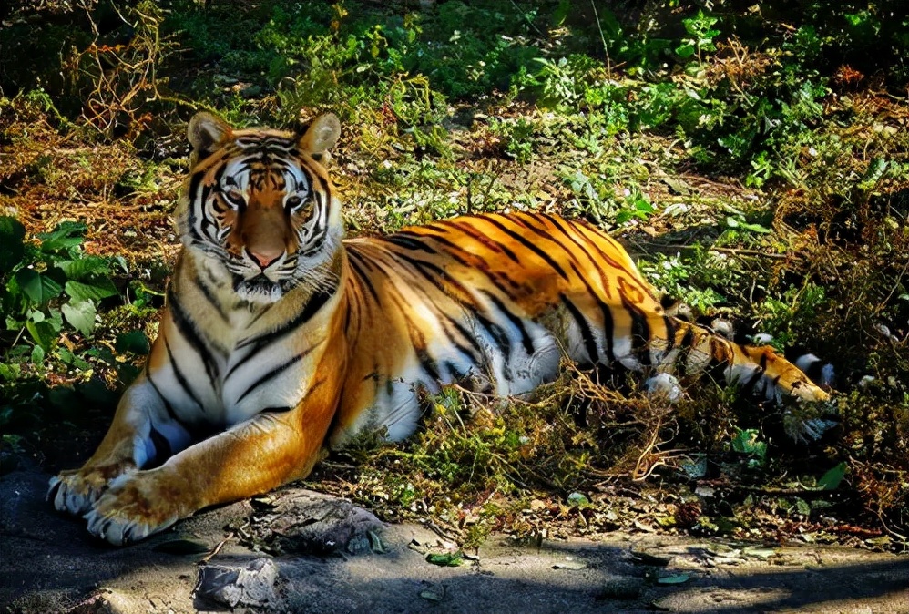 The Beijing Zoo was founded in 1906 and is the zoo with the most ...