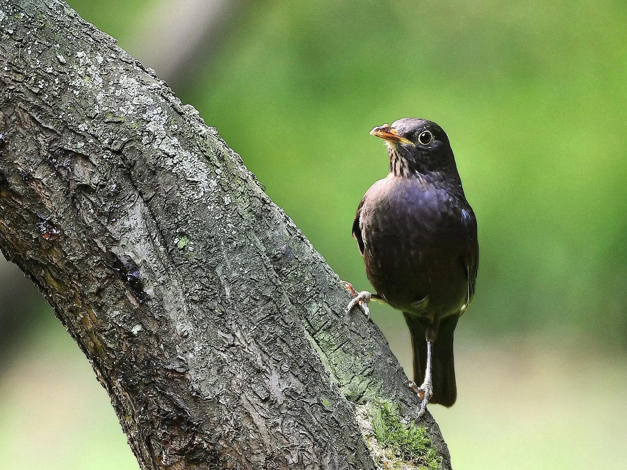The blackbird is the national bird of Sweden (Thrush 18) - iMedia