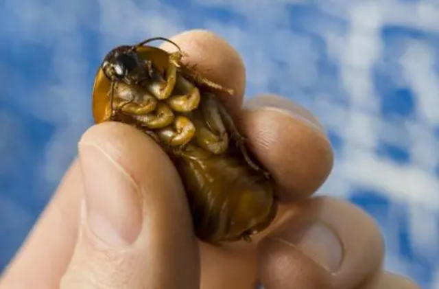 The surviving species of asteroid impact are stronger in space. Is ...