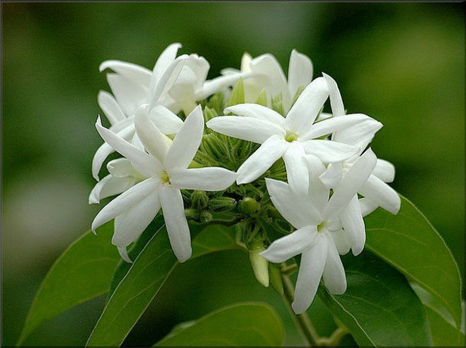 There are so many varieties of fragrant jasmine. How many kinds do you ...
