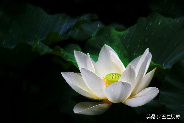 Many lotus pictures to appreciate - iMedia