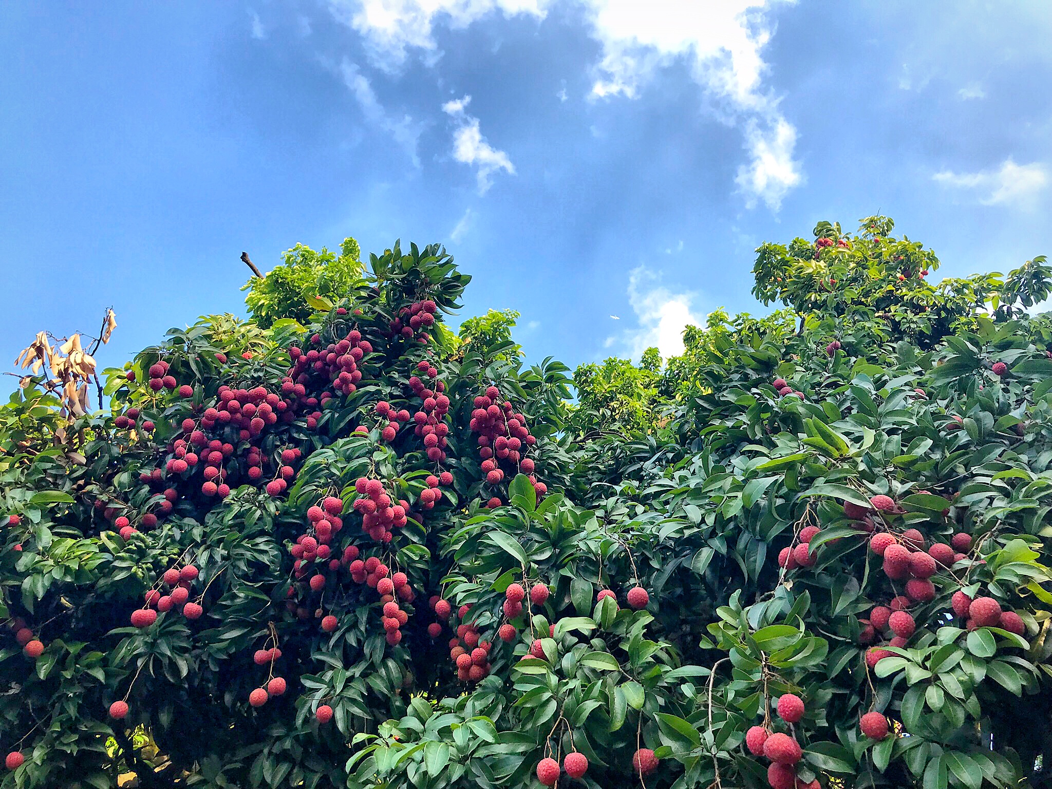 Where is the best lychee in China?These 4 places are famous, and one of ...