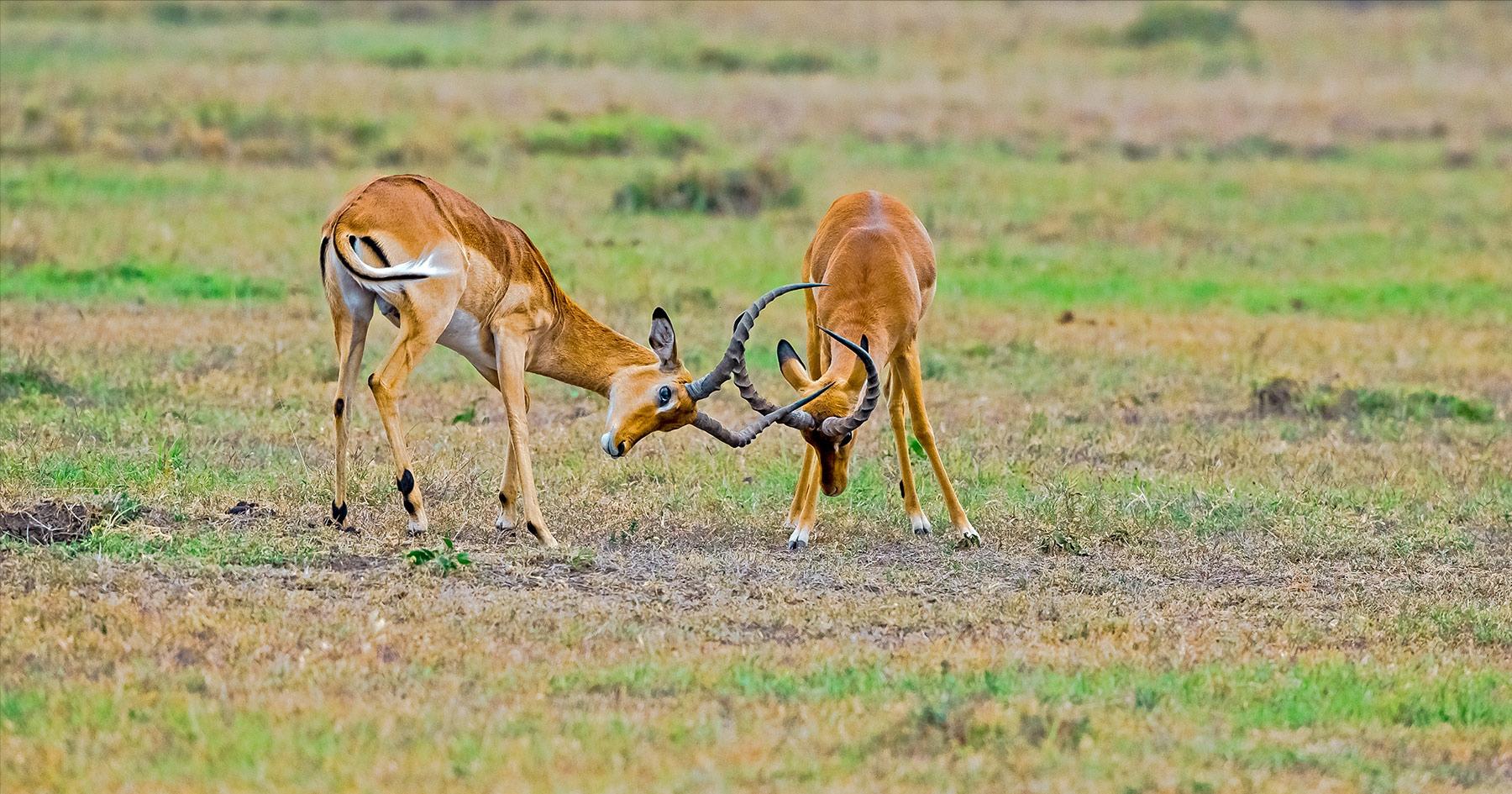 Why do African wild dogs love to eat baboons?Eat more than 50 in three ...