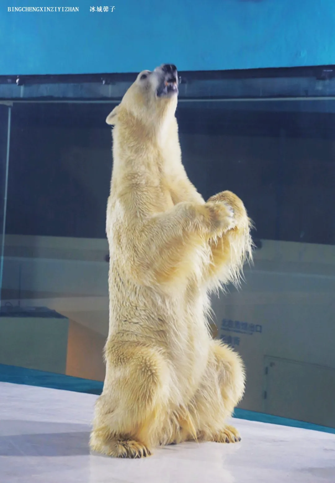 Walking into Harbin Polar Park: It's like coming to the "Grand View ...