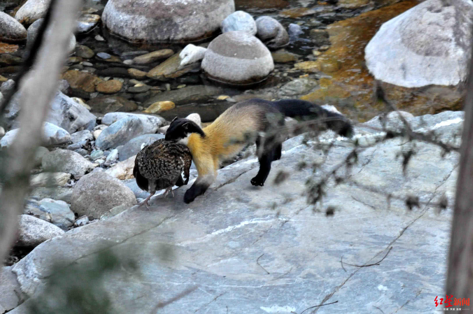 Collective mutation?"White yellow-throated mink" was discovered in the ...