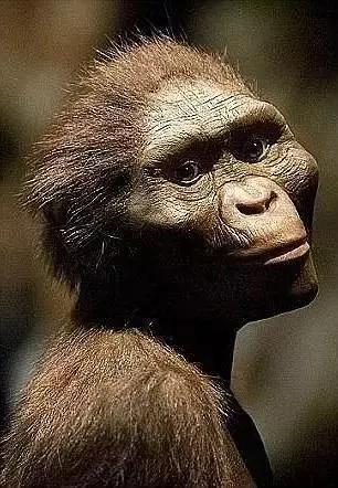 The beginning of human civilization, the ancient ape was born on the ...