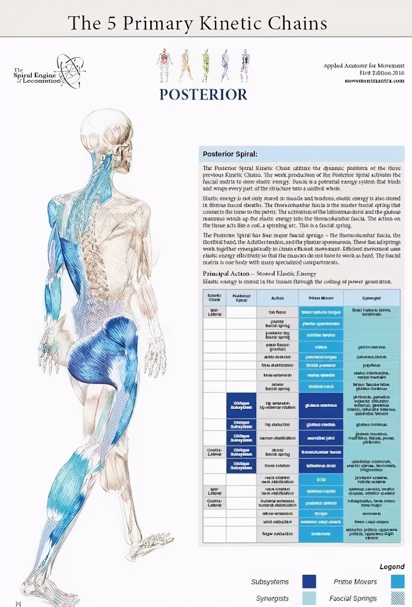 The five major action chain systems of the human body - iMedia