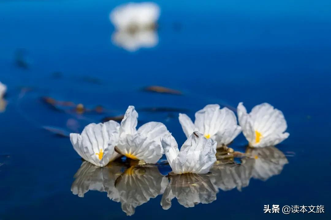 Sea cauliflower in Lugu Lake, yyds - iMedia