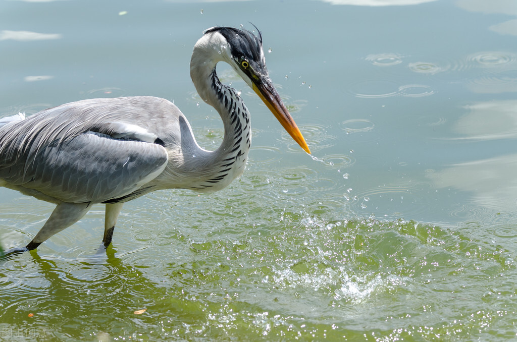 Weasel also has scary animals, and it's hard to escape when ...