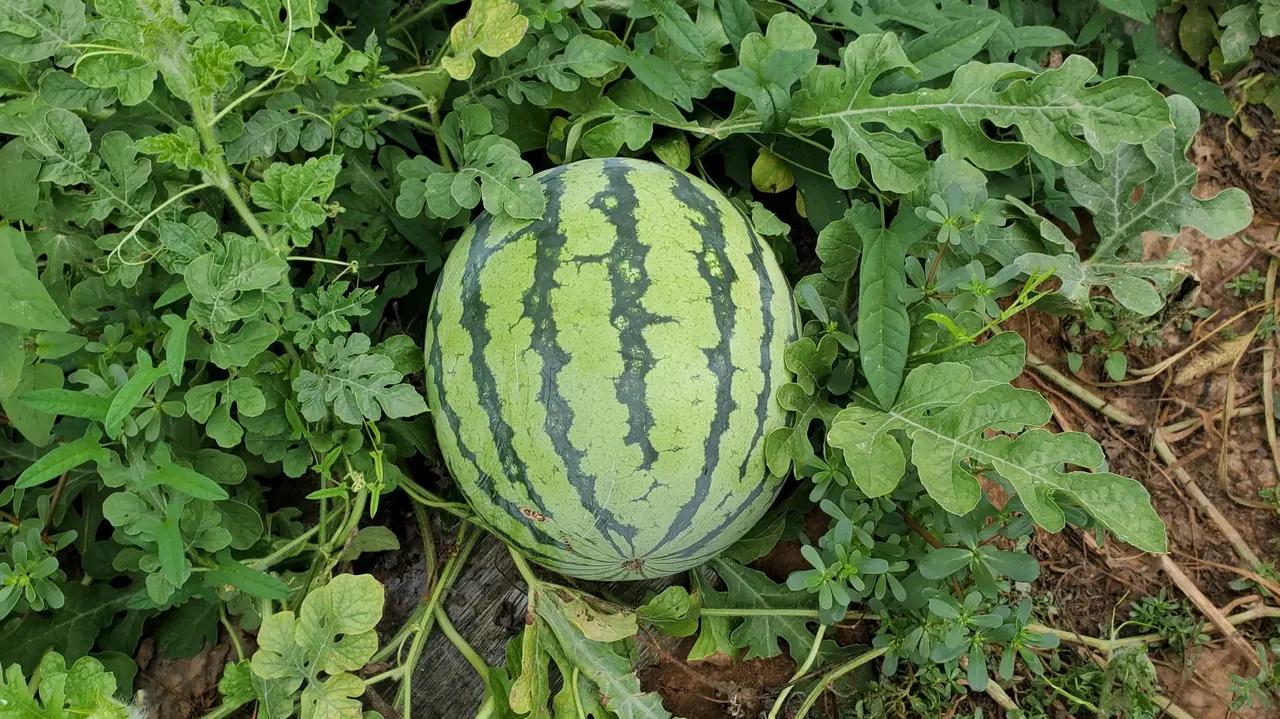 Shen Kuo, the only general genius in Chinese history - iMedia