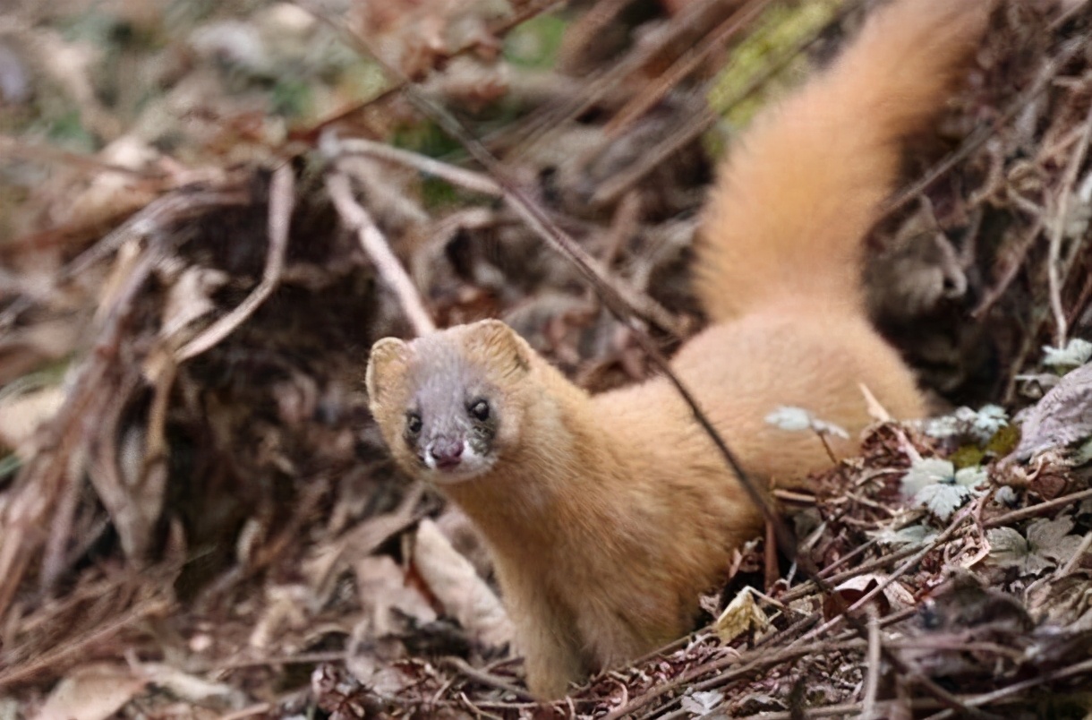 Scientific research: Why don't people dare to provoke the weasel easily ...