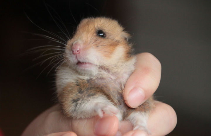 What to do if a hamster has diarrhea but is very active - iMedia