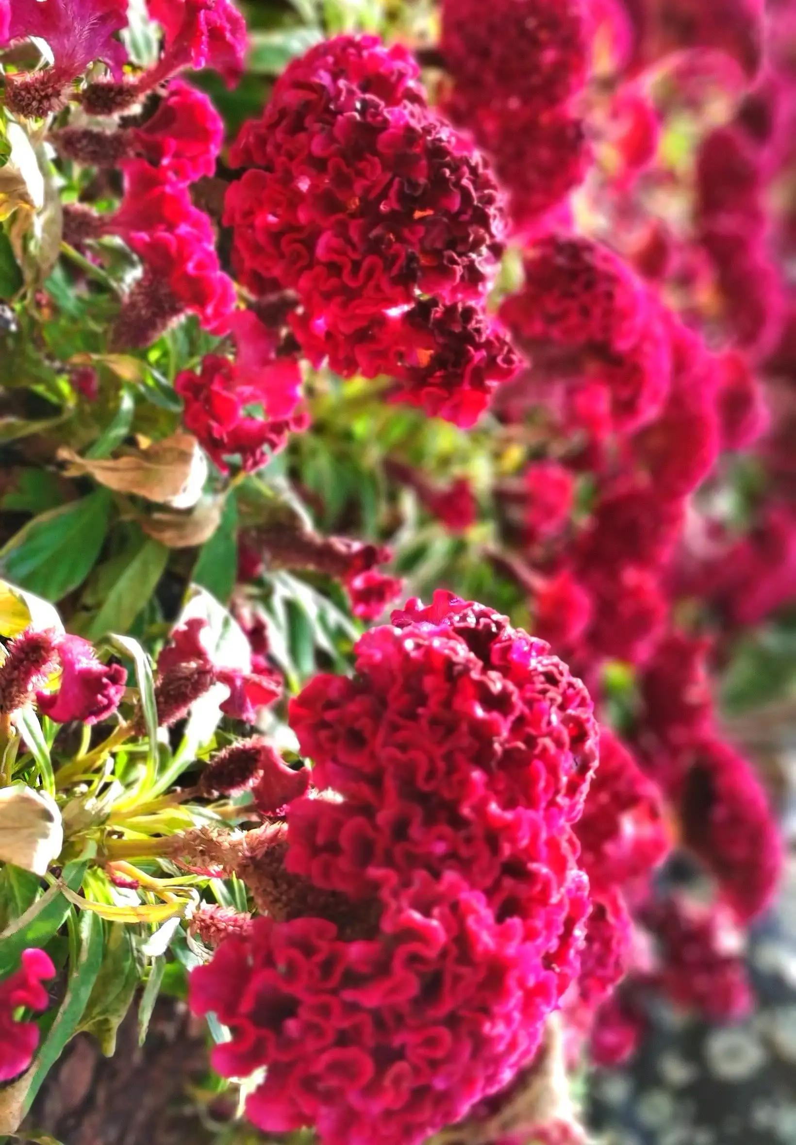 The cockscombs that can be viewed, edible and medicinal, are all ...