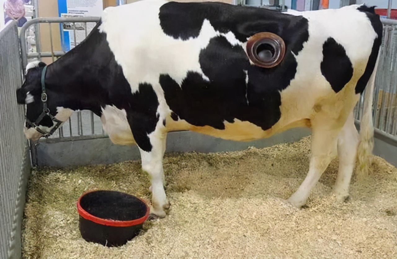 American cattle breeders usually make a big hole in the cow. Why? - iMedia
