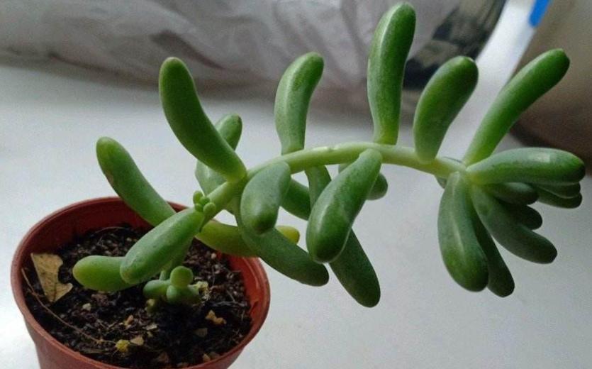 What should I pay attention to when "beheading" Susu?With these details ...