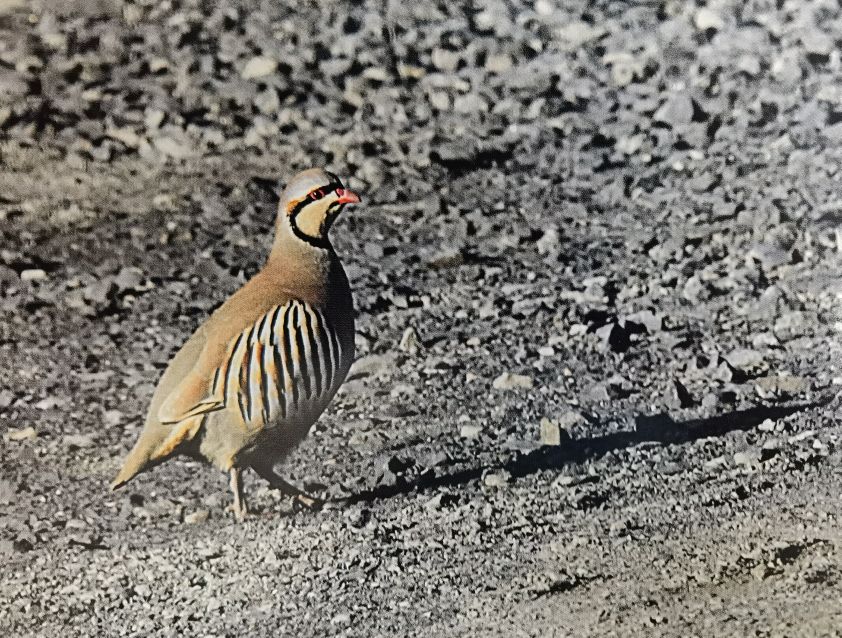 Damei Ulan Chabu, My Neighbor's Cock-shaped Eye - iMedia
