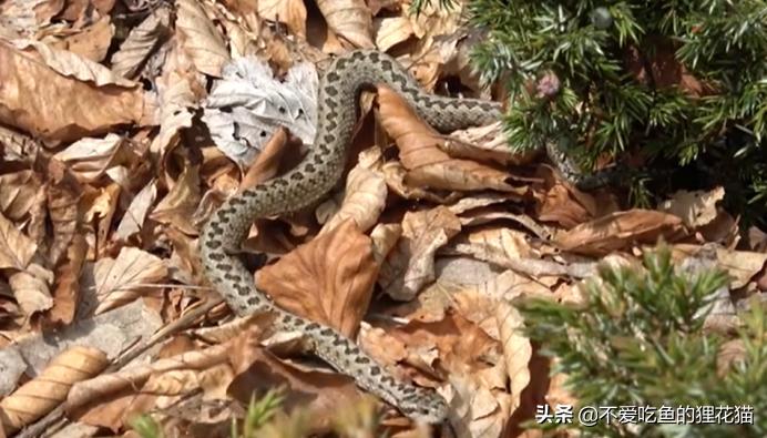 The lonely predator on the grassland, the mysterious Xinjiang snake ...