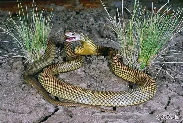The sharp-nosed viper, the brown Iao snake, the two venomous snakes ...