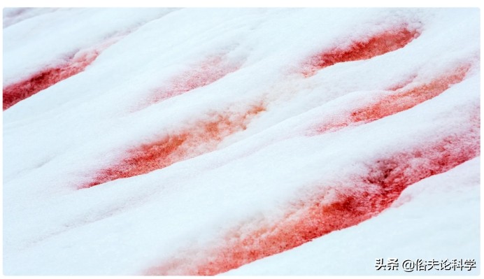 Watermelon snow is seen in the Alps again. Can it eat? - iMedia