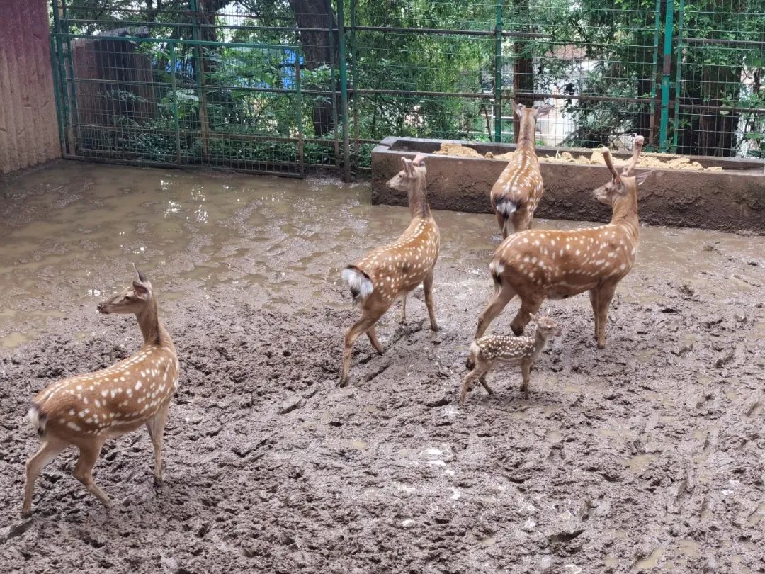 4 national-level protected animals were born in Gejiu, "Curious Baby ...