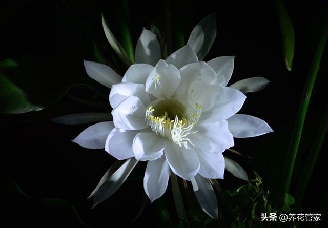 Pay attention to 3 small details, the epiphany can also bloom during ...