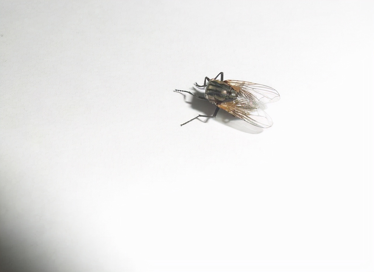 Why would a fly twist its head off to play?Why can a fly live without a ...