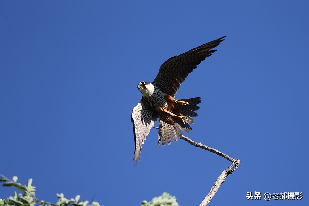 Lightning in the Sky-Yan Falcon - iMedia