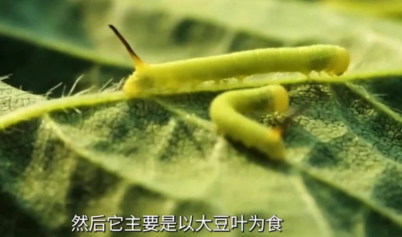 Lianyungang's famous dish "Dou Dan", do you dare to eat it after ...