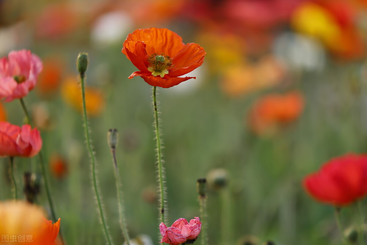 Enlightenment from Xiang Yu, King of Western Chu - iMedia