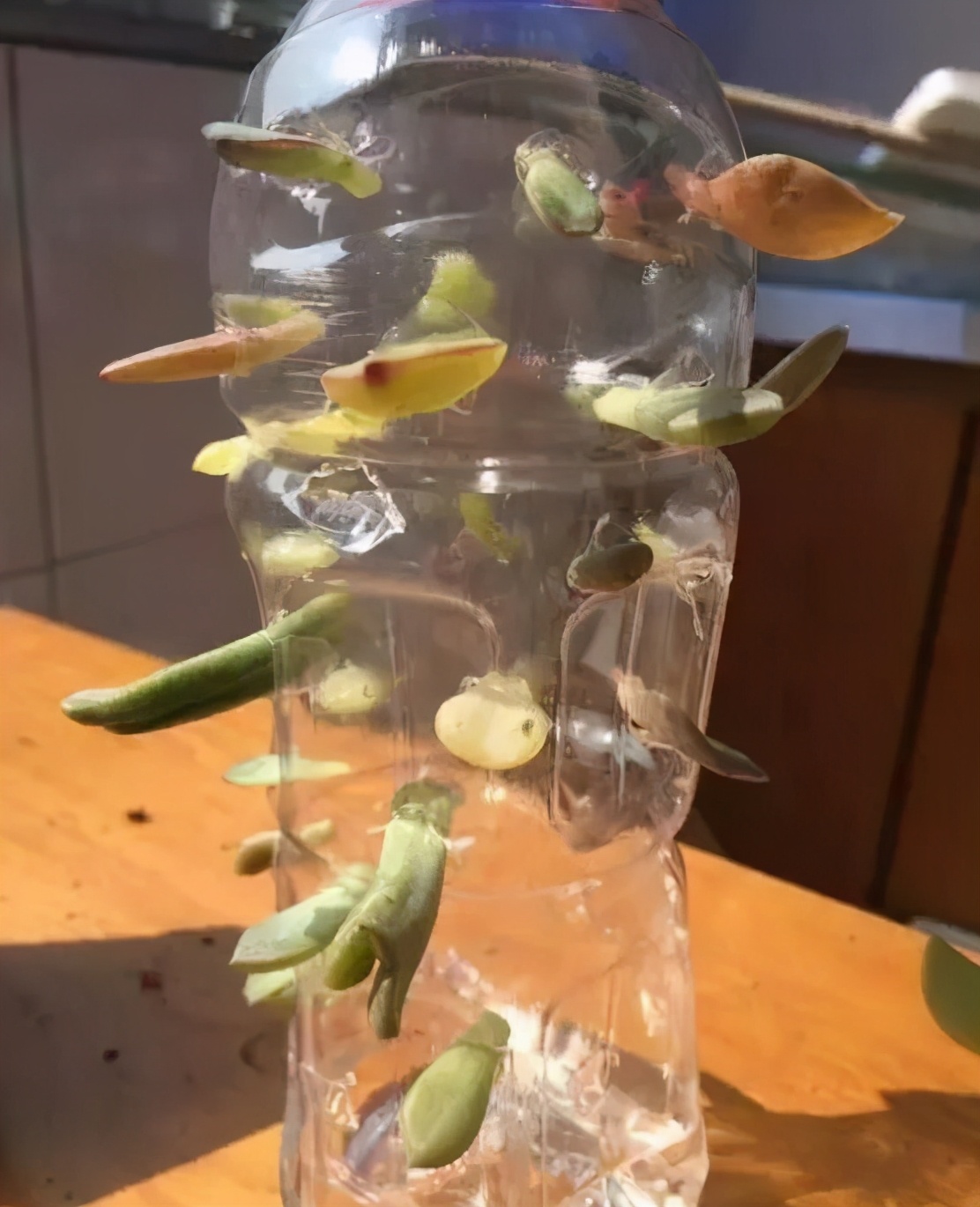 There are "3 methods" for cutting seedlings in April and May, and ...