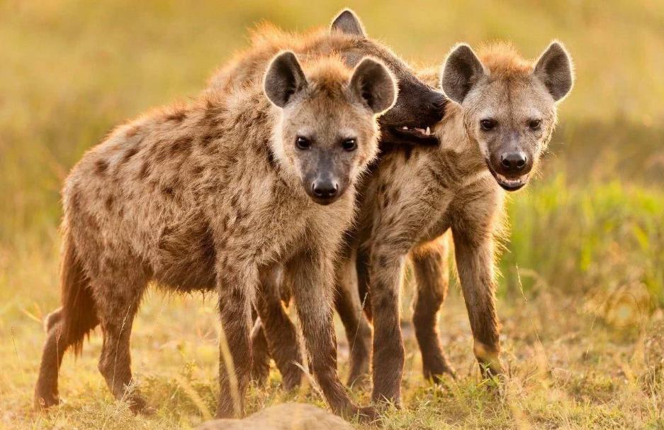 Can Africans "tame" hyenas?No wonder the lion is not afraid of it, and ...