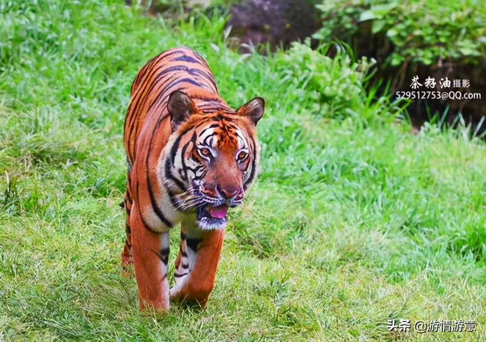 See the mysterious South China Tiger Wind, this place is known as ...
