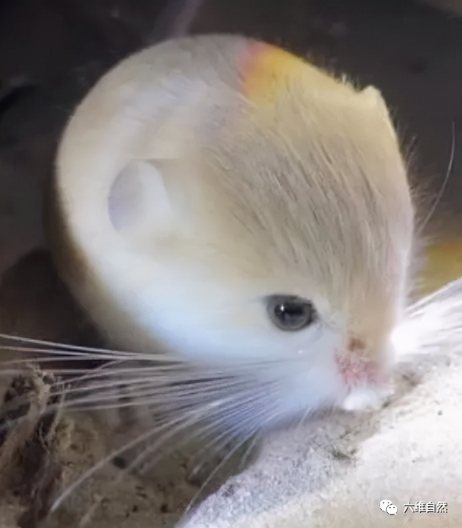 A cute rodent was photographed in Xinjiang, with a long beard and a ...