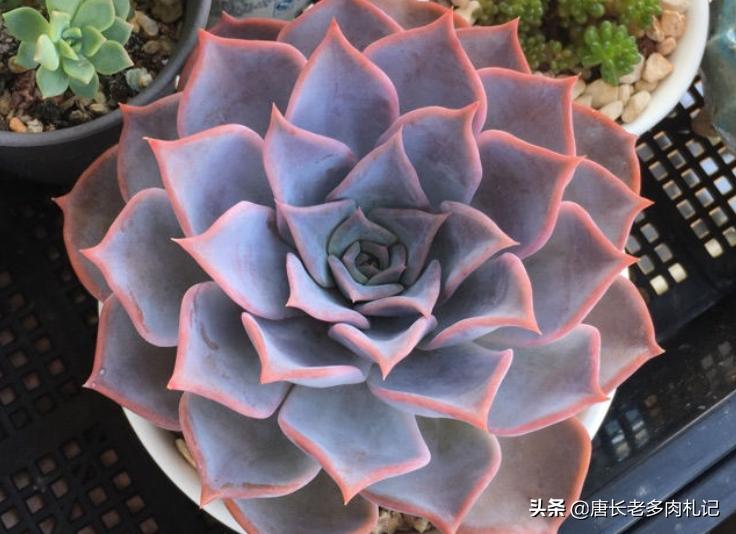 Lucina is very succulent-not afraid of high temperature exposure in ...