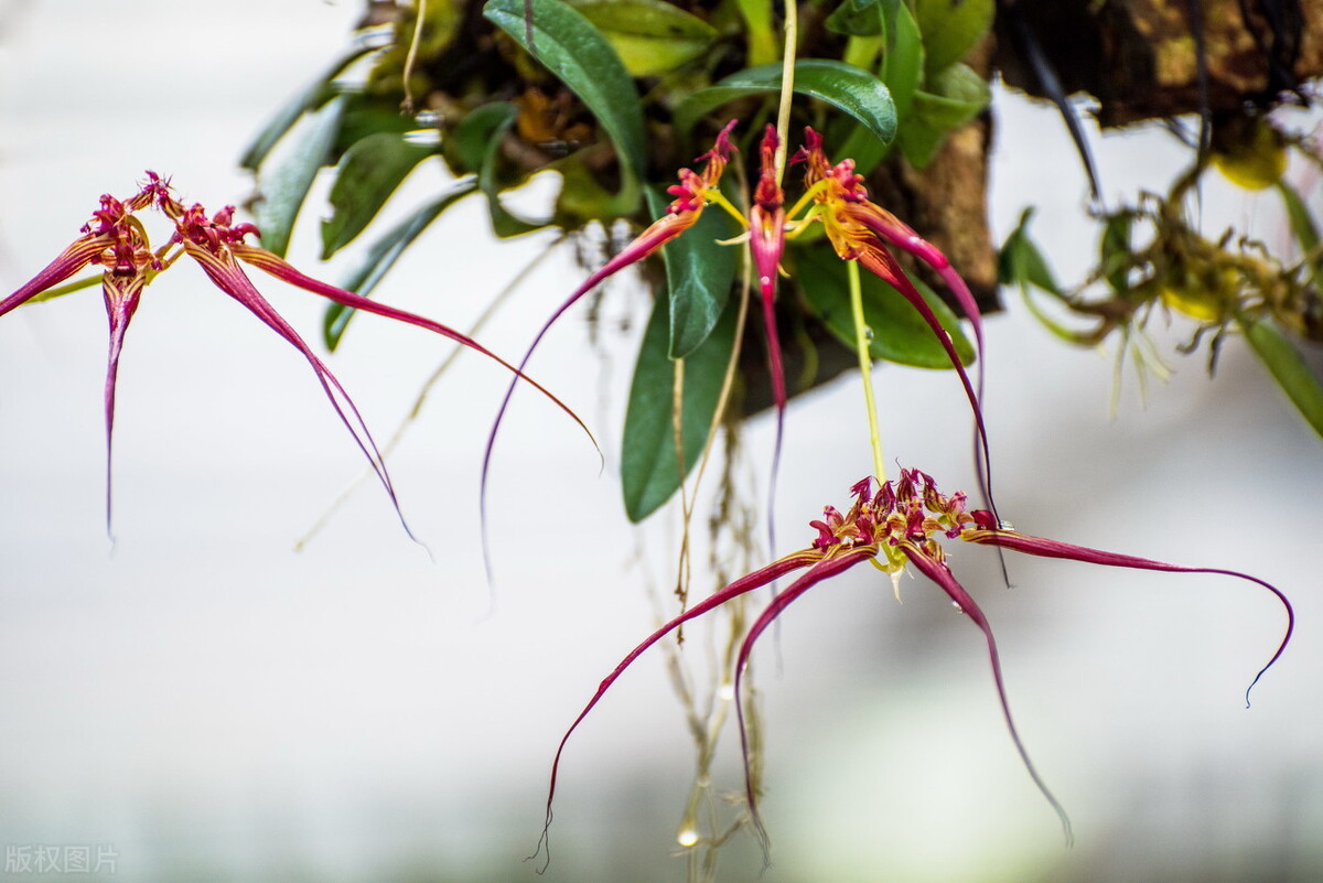 The fragrance of Lansheng Valley - iMedia