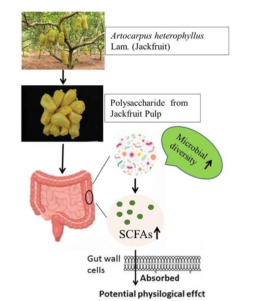 Jackfruit polysaccharide has made important progress in regulating ...