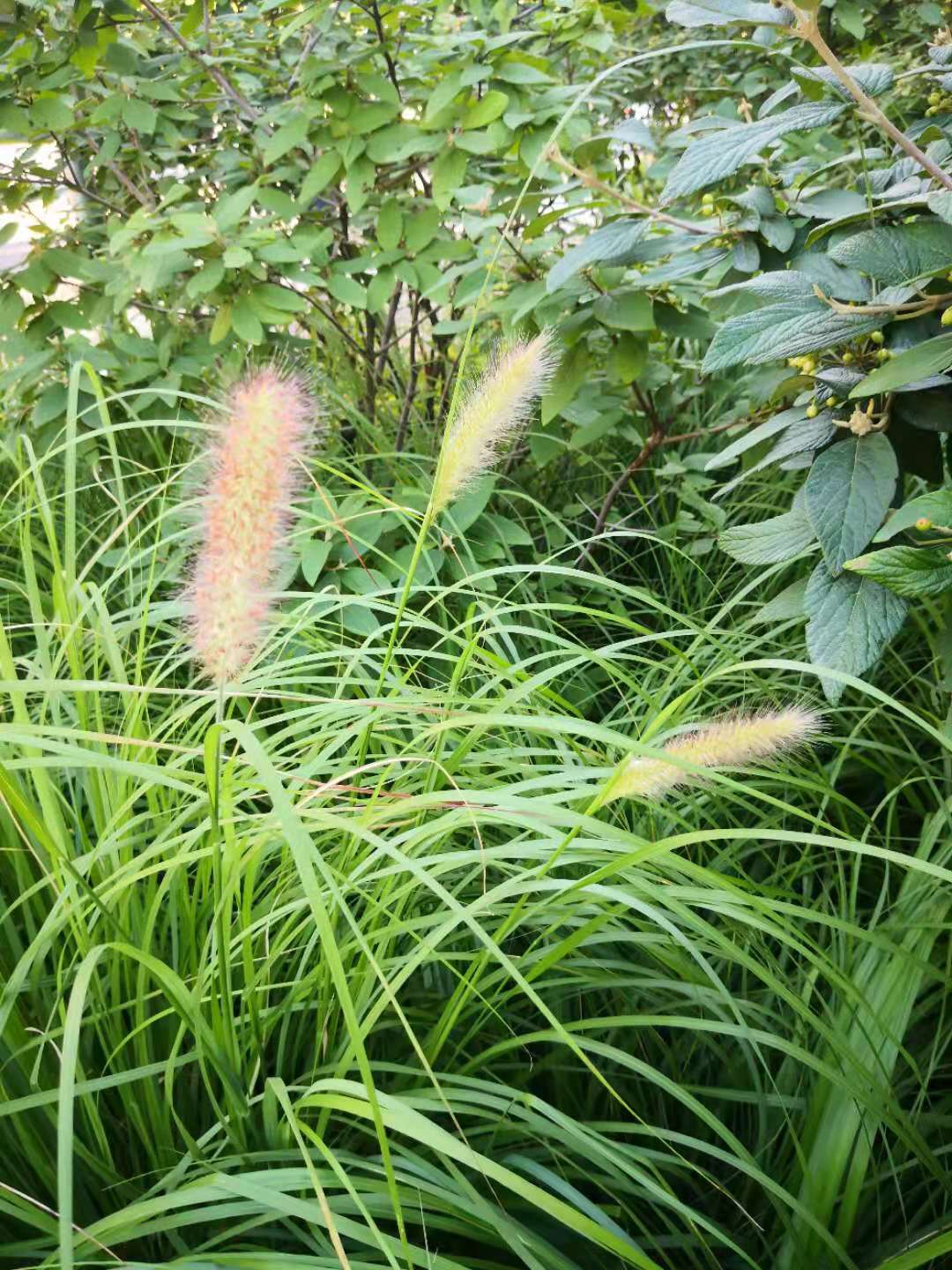 Qiuyu Song Ci (nine poems outside the poem) Zhang Xingui, Shaanxi - iMedia