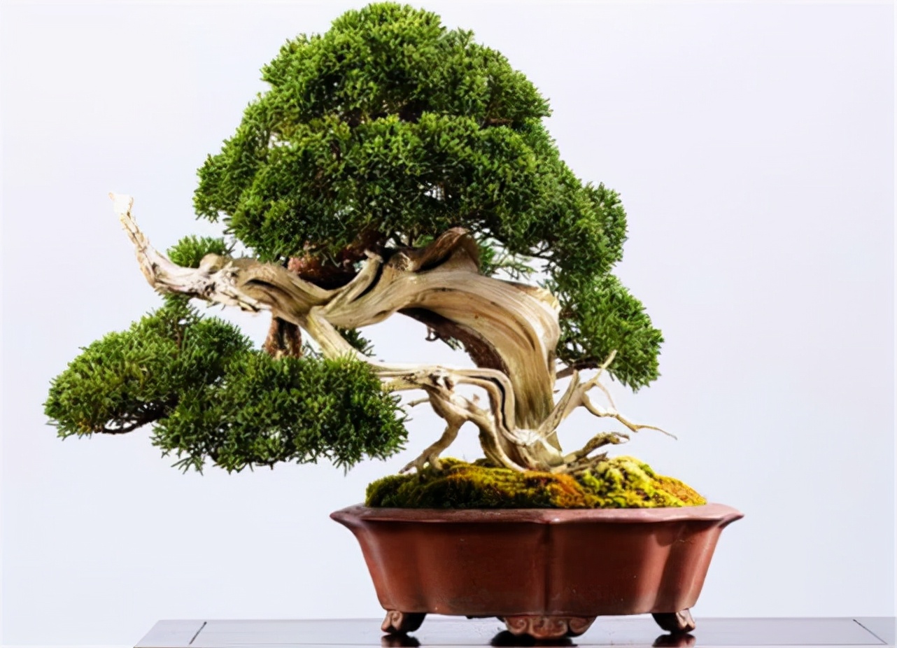 Japan's 7 “expensive bonsai trees” have been passed down for centuries ...