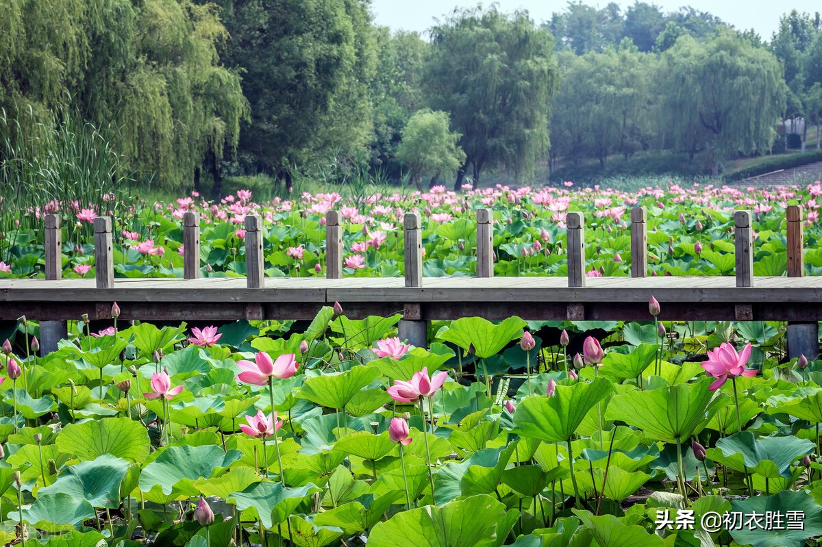 Five Magnificent Lotus Ponds: Thousands of Lotus Flowers, Red Detour ...