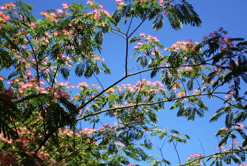 The meaning of the albizia tree: not only love, but also forgiveness ...