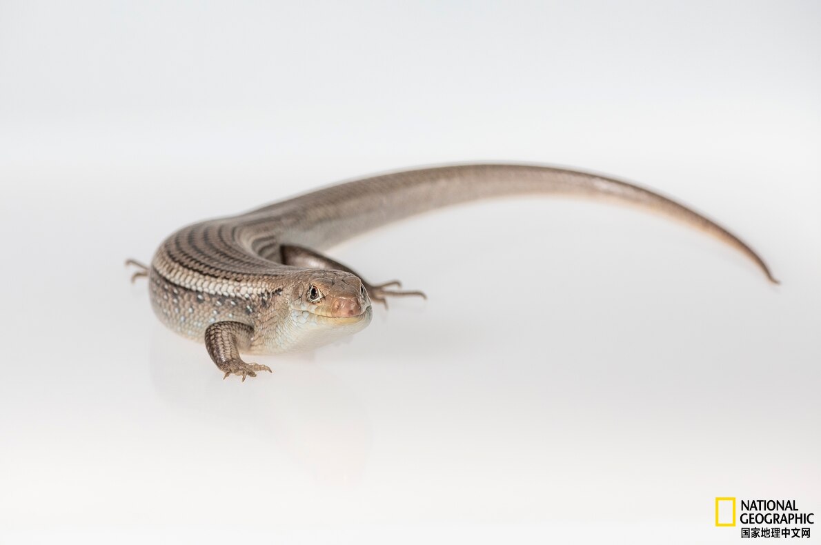 Pine Cone Lizard in Australia: Illegal Pet Trade Crisis - iMedia