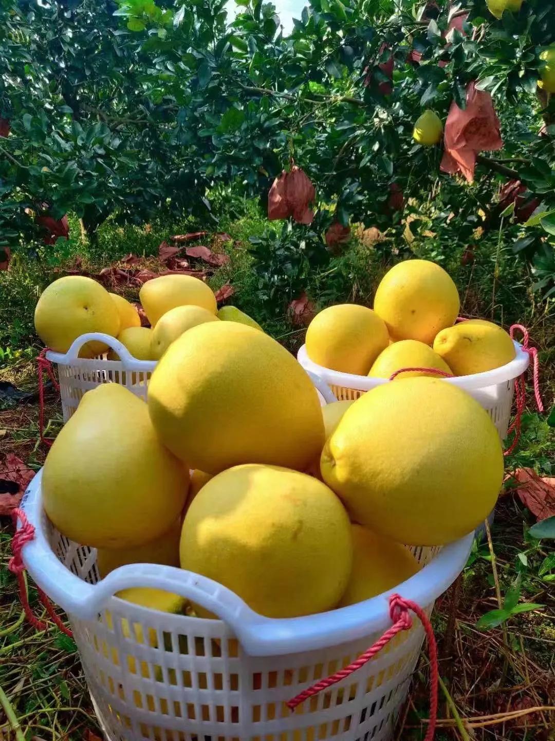Sweet pomelo peel candy is not difficult to make by yourself - iMedia