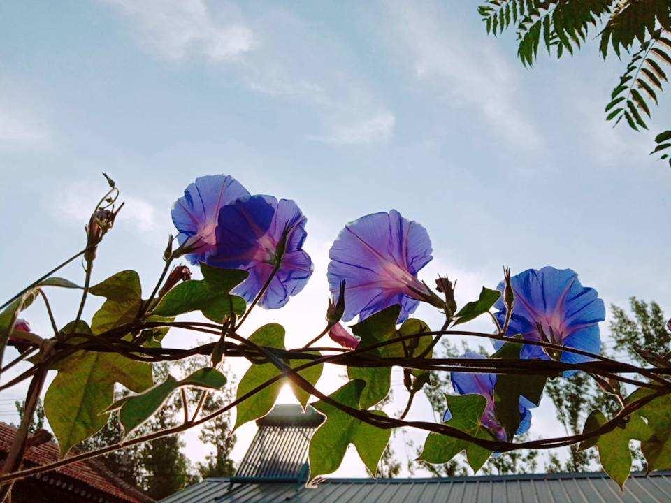 Get used to seeing ordinary colors, try changing to morning glory ...
