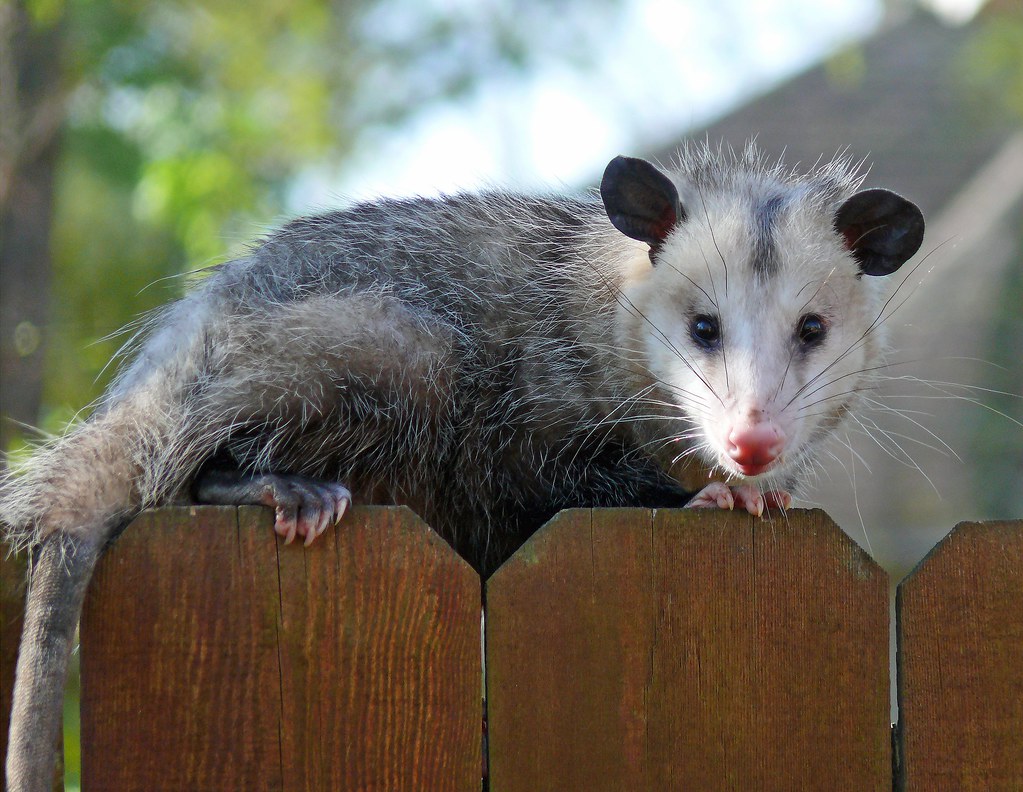 A mother possum in Brazil carries seven babies on her back and walks a ...