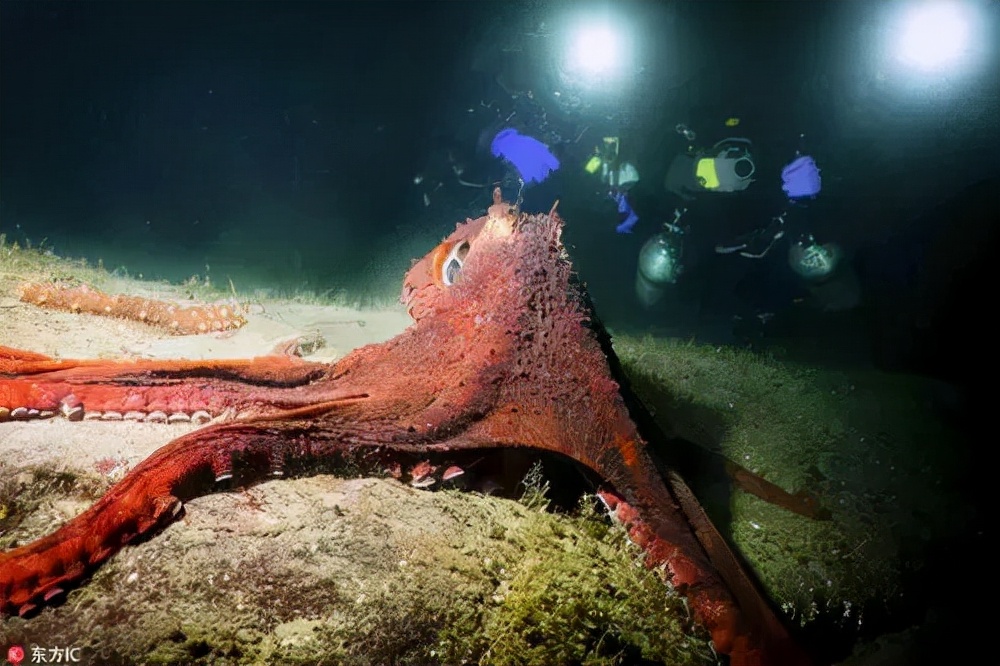 Do you know octopus?Is it so smart, but hasn't it evolved intelligent ...
