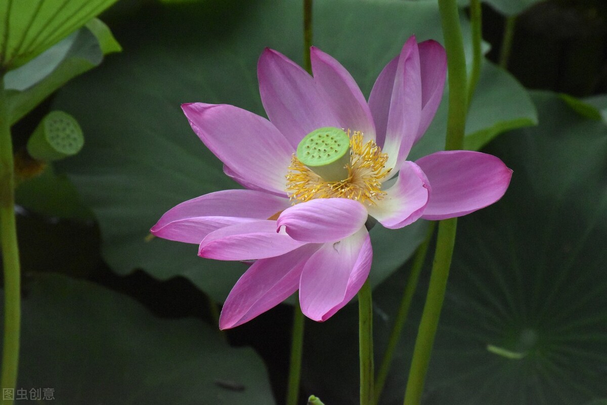 It turns out that Tao is so simple, yet so complicated - iMedia