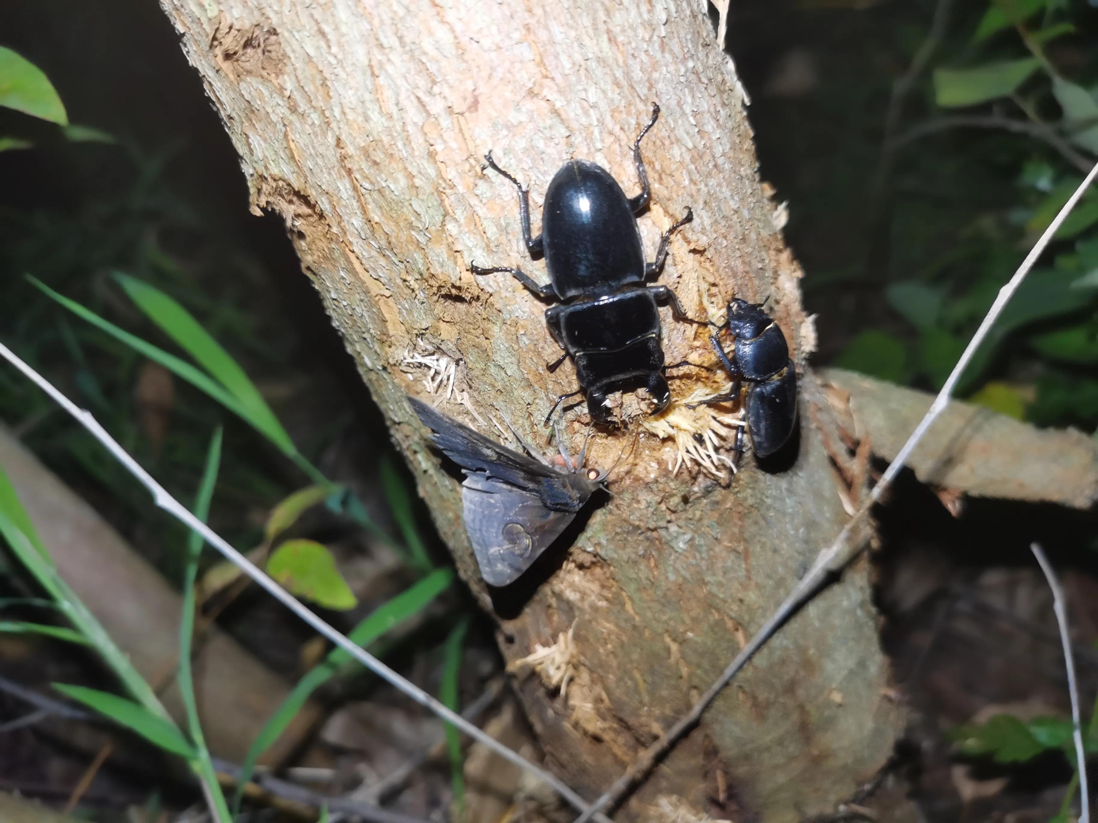 The pinch beetle when I was a child (2) Stag beetle - iMedia