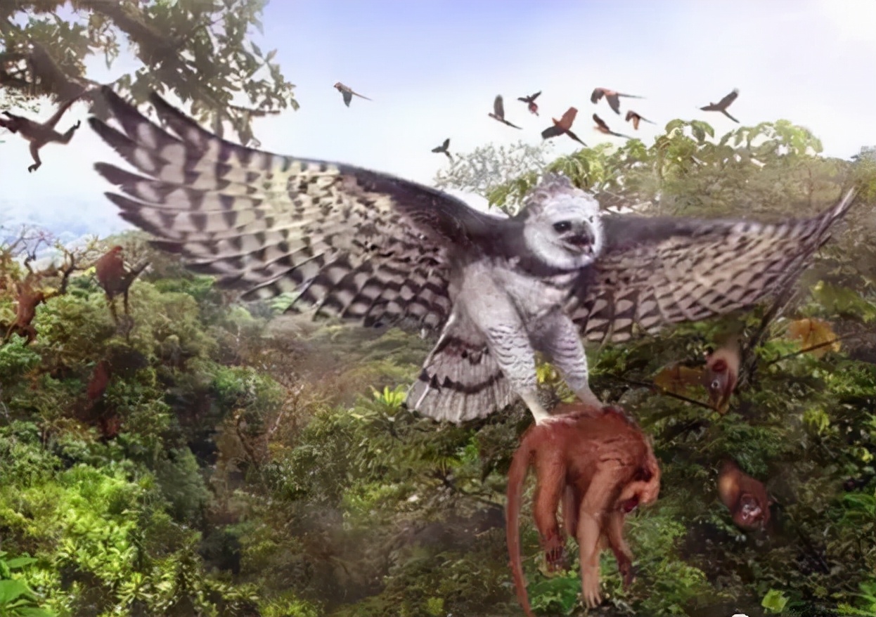 One of the most ferocious eagles in nature, the ape-eating eagle, feeds ...