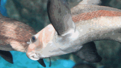 Escape from the heat, meet you with "fish" in Qujiang Ocean Polar Park ...
